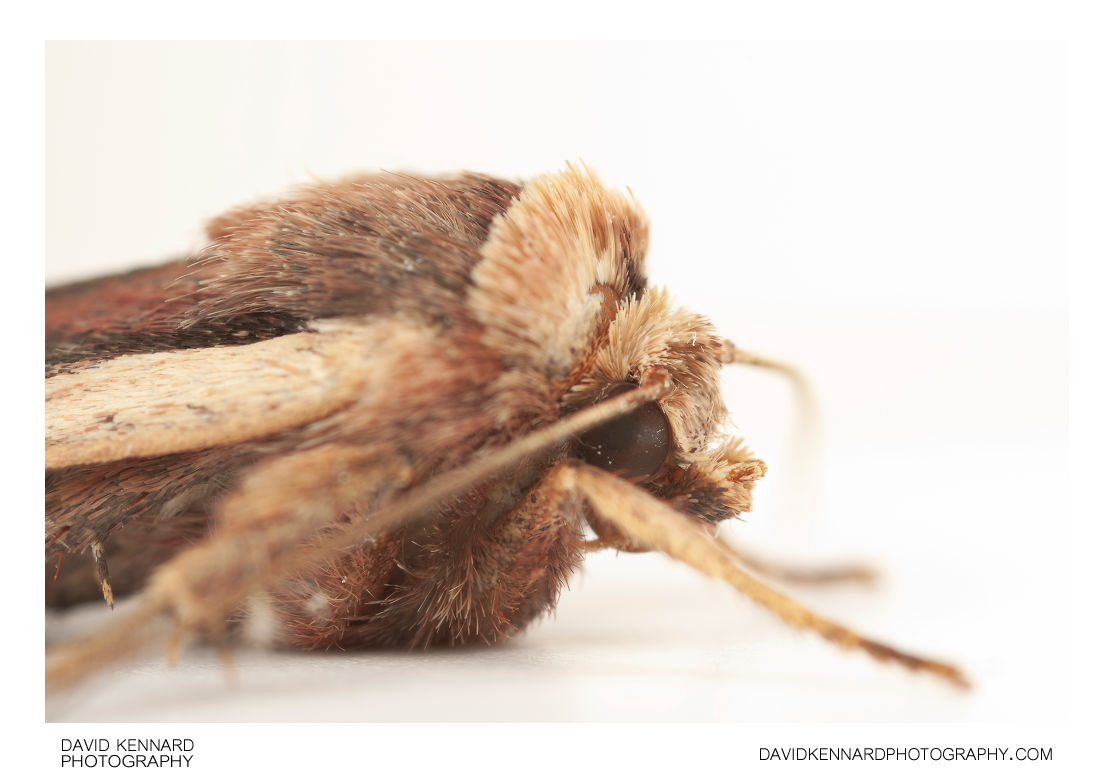 Flame Shoulder moth (Ochropleura plecta) (VII) · David Kennard Photography