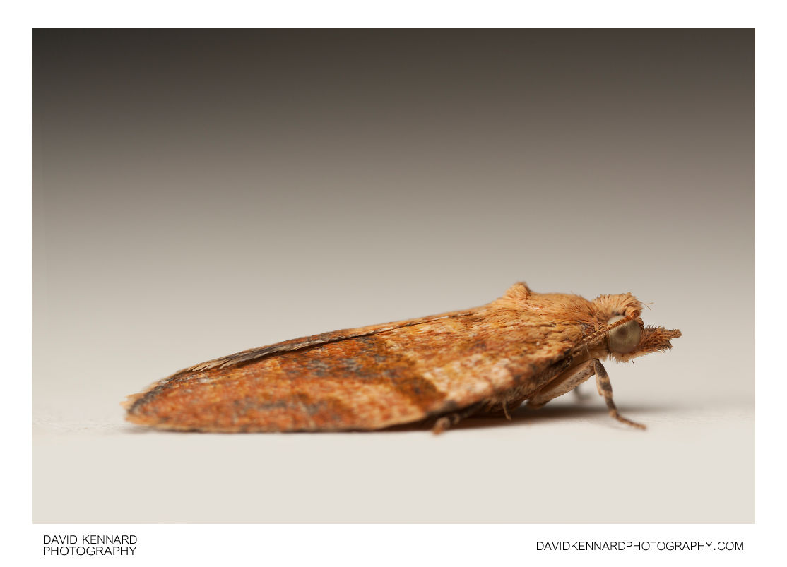 Light brown apple moth (Epiphyas postvittana) (II) · David Kennard ...
