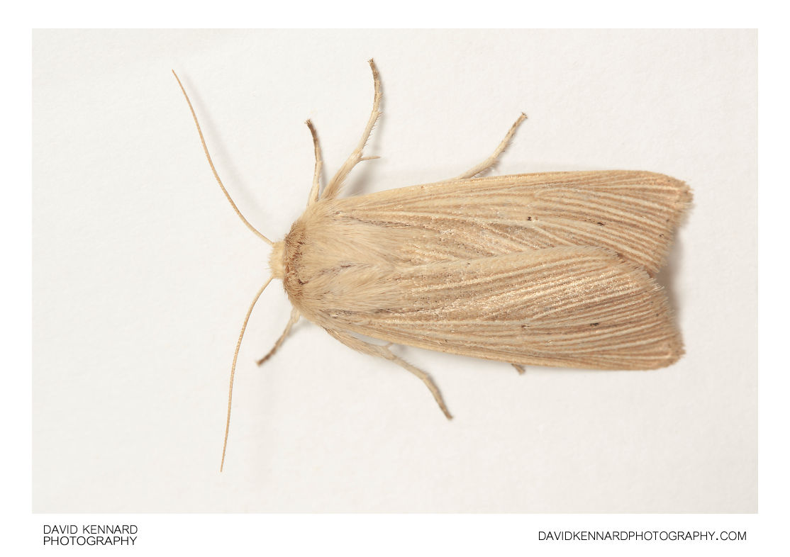 Common Wainscot moth (Mythimna pallens) (I) · David Kennard Photography