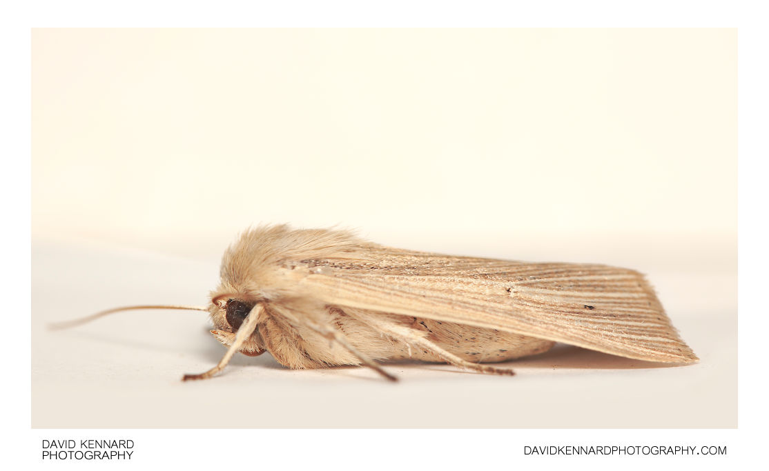 Common Wainscot moth (Mythimna pallens) (II) · David Kennard Photography