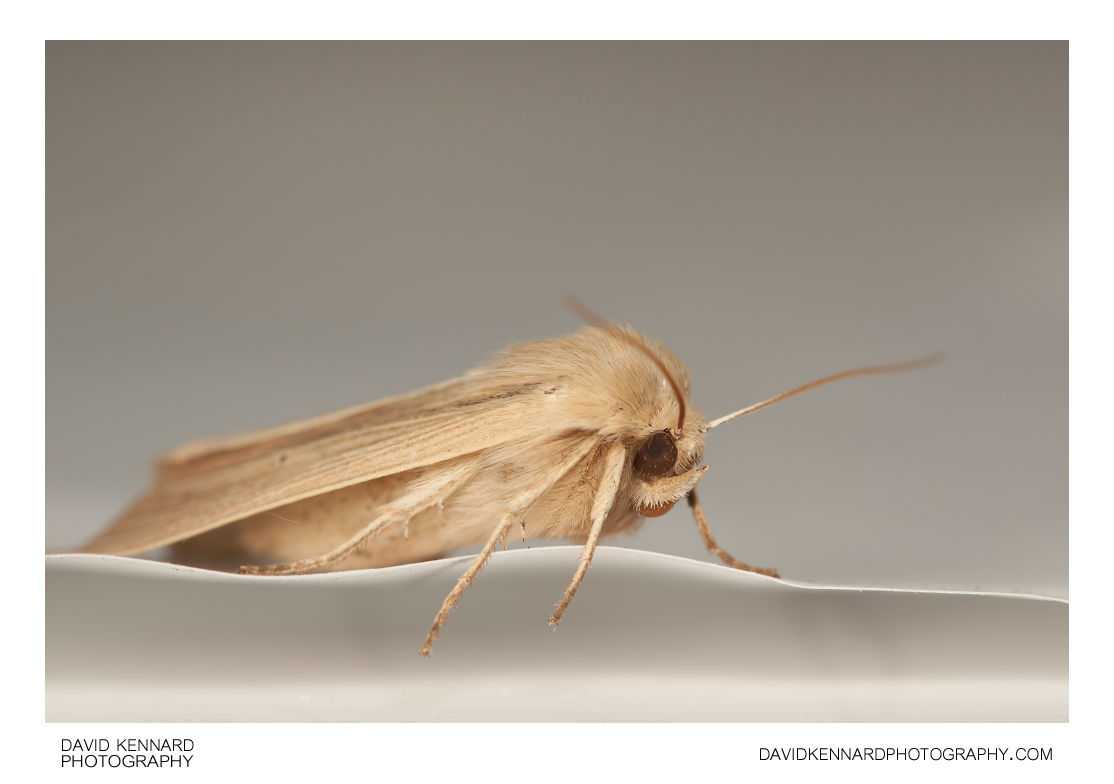 Common Wainscot moth (Mythimna pallens) (III) · David Kennard Photography