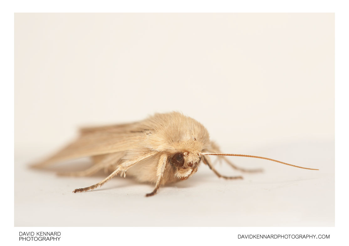 Common Wainscot moth (Mythimna pallens) (IV) · David Kennard Photography