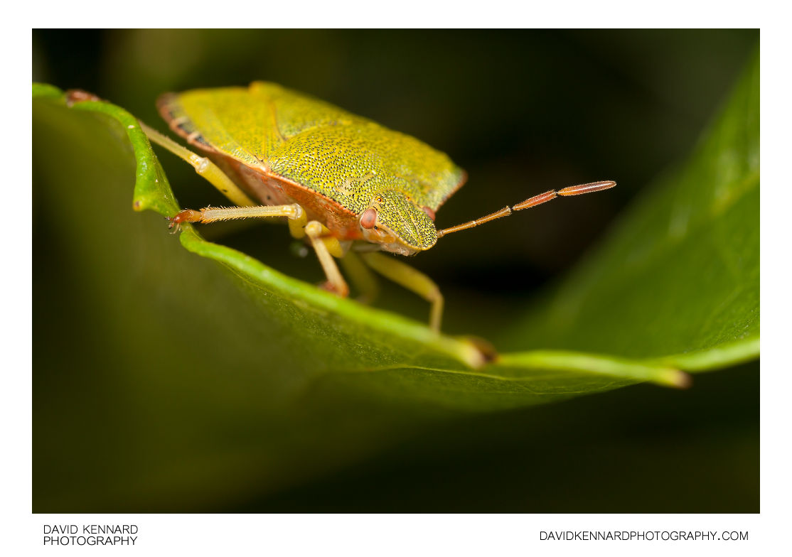 Green Shield bug (Palomena prasina) (VI) · David Kennard Photography