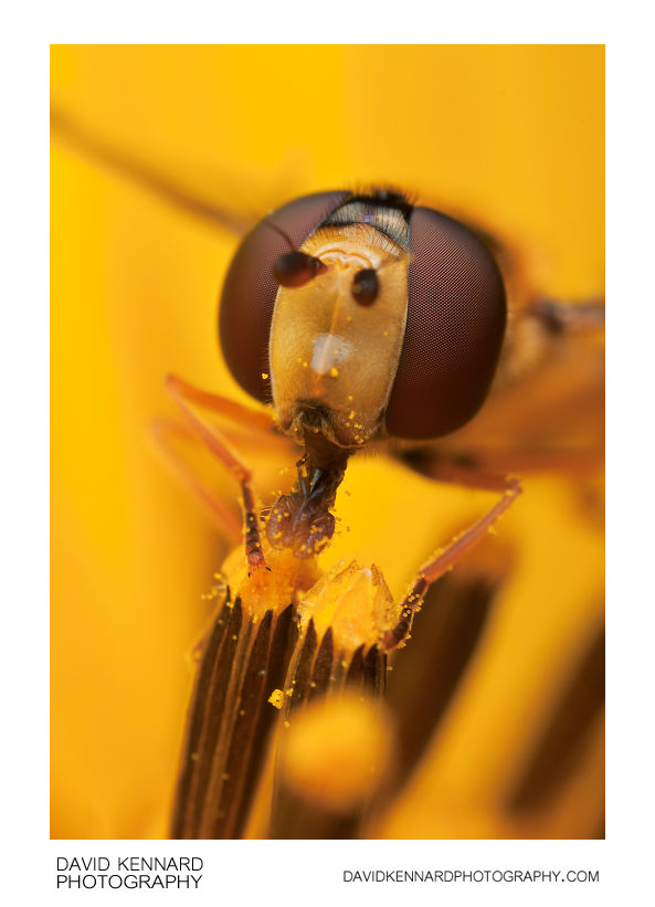 Eupeodes latifasciatus (female) (III) · David Kennard Photography
