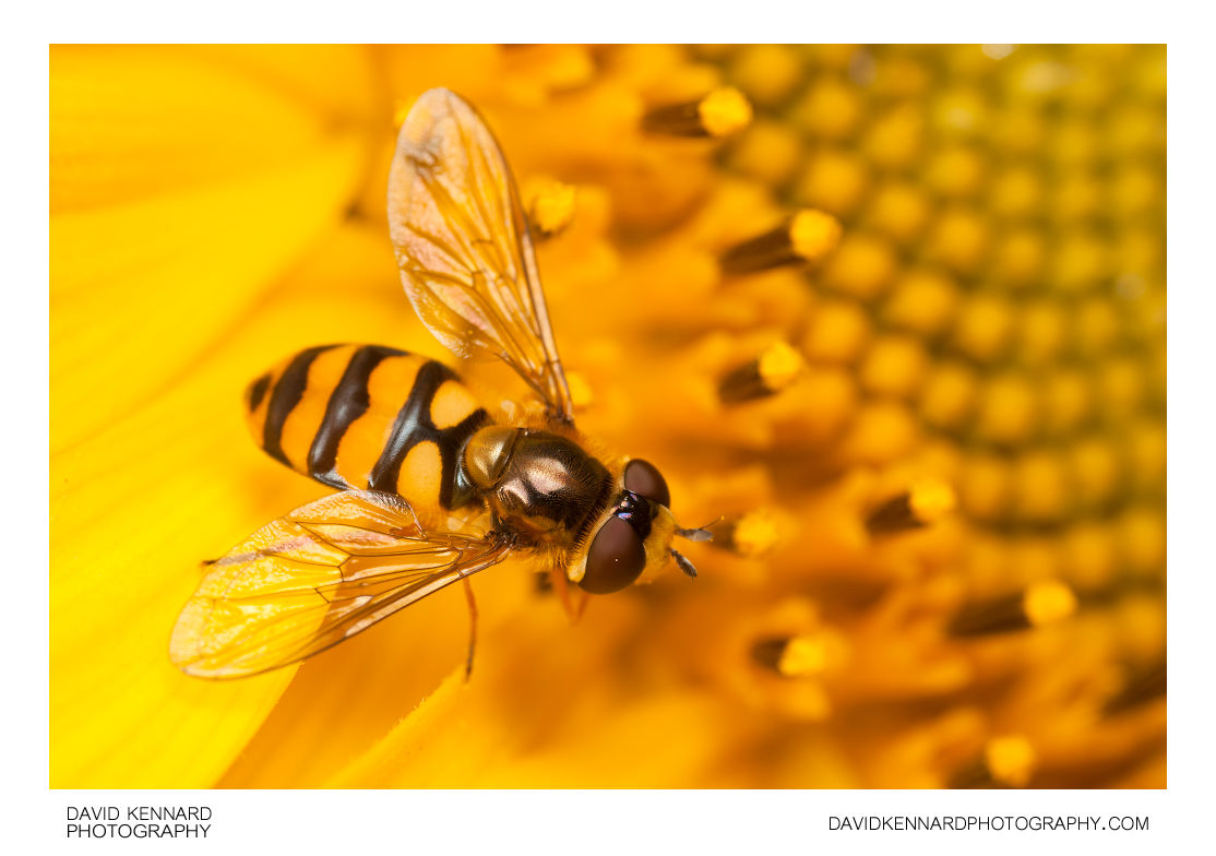 Eupeodes latifasciatus (female) (VI) · David Kennard Photography