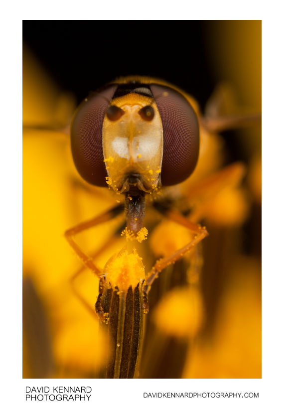 Eupeodes latifasciatus (female) (VIII) · David Kennard Photography