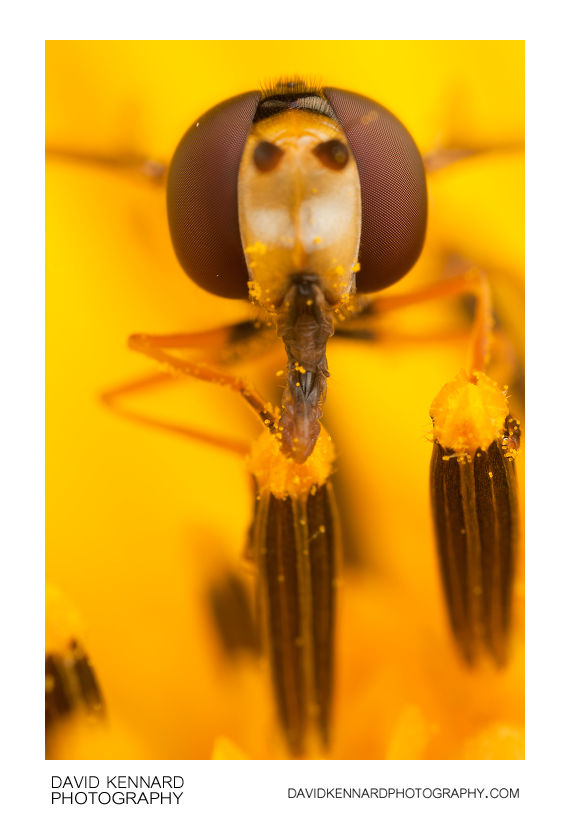 Eupeodes latifasciatus (female) (IX) · David Kennard Photography