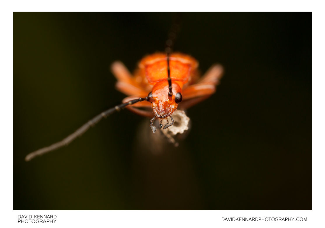Common Red Soldier Beetle (Rhagonycha fulva) (III) · David Kennard ...