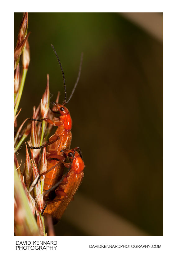 Common Red Soldier Beetle (Rhagonycha fulva) (IV) · David Kennard ...