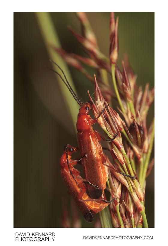 Common Red Soldier Beetle (Rhagonycha fulva) (VI) · David Kennard ...
