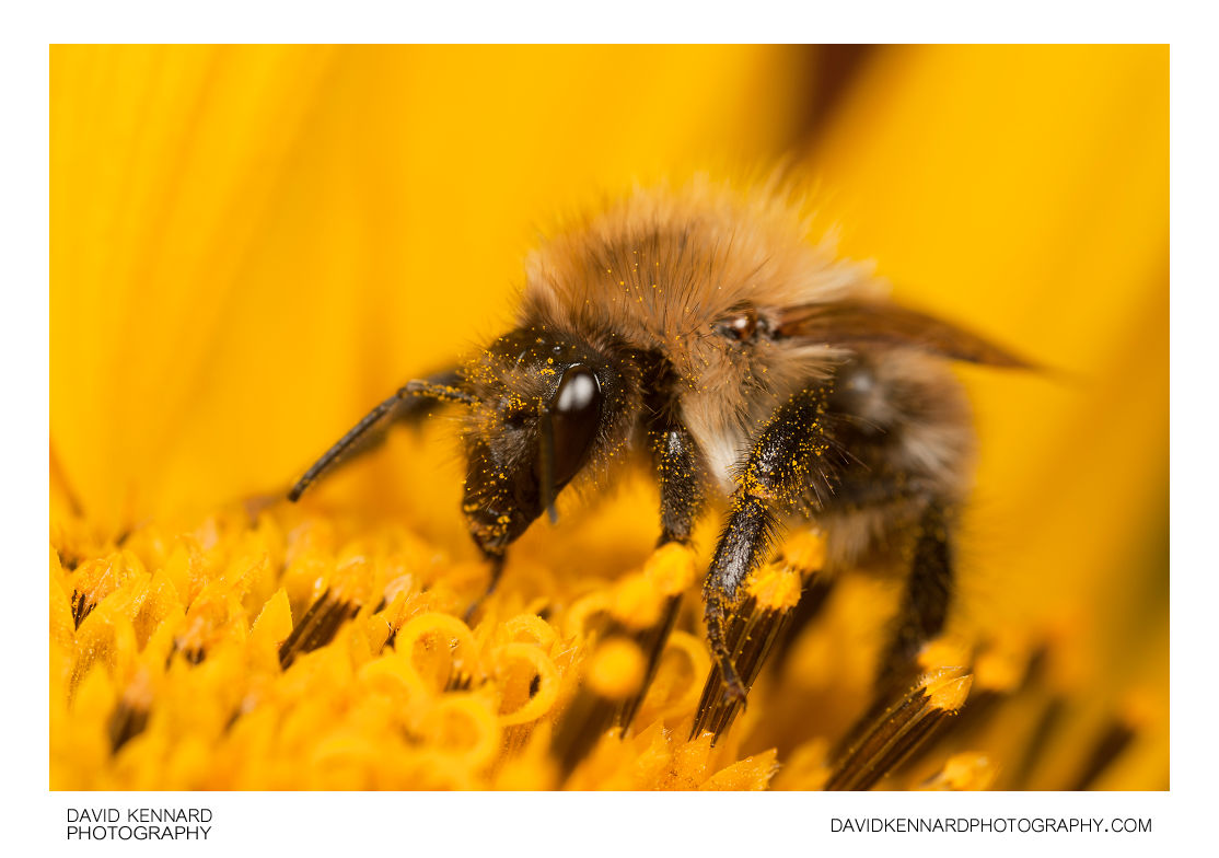 Common carder bumblebee (Bombus pascuorum) (XI) · David Kennard Photography
