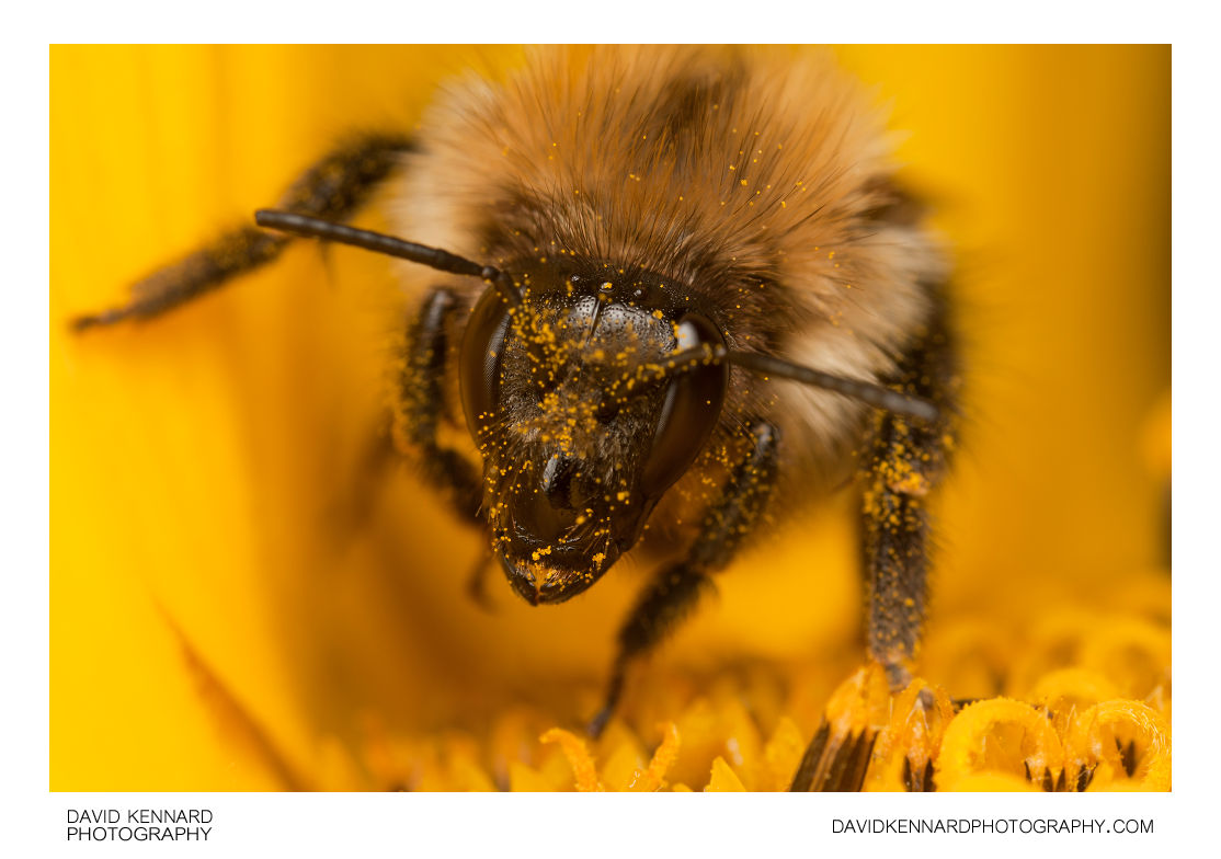 Common carder bumblebee (Bombus pascuorum) (XVII) · David Kennard ...