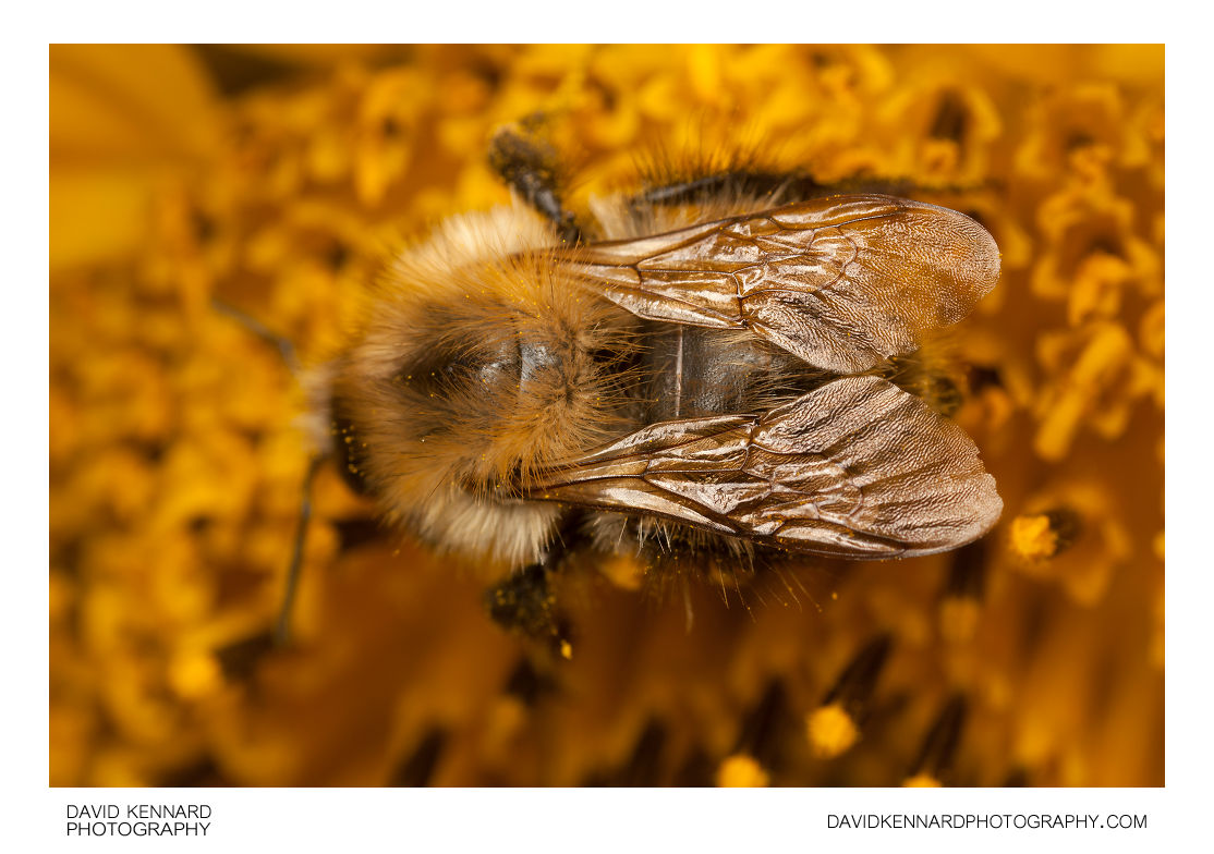 Common carder bumblebee (Bombus pascuorum) (XXII) · David Kennard ...