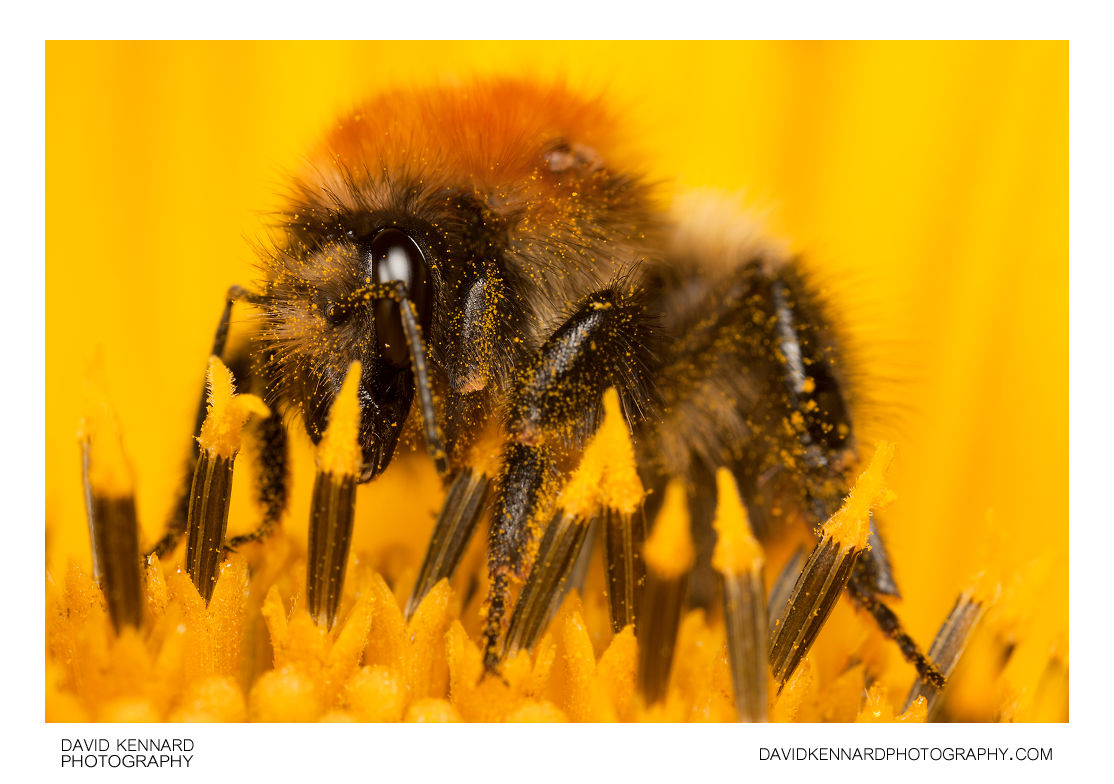 Common carder bumble bee (Bombus pascuorum) (VIII) · David Kennard ...