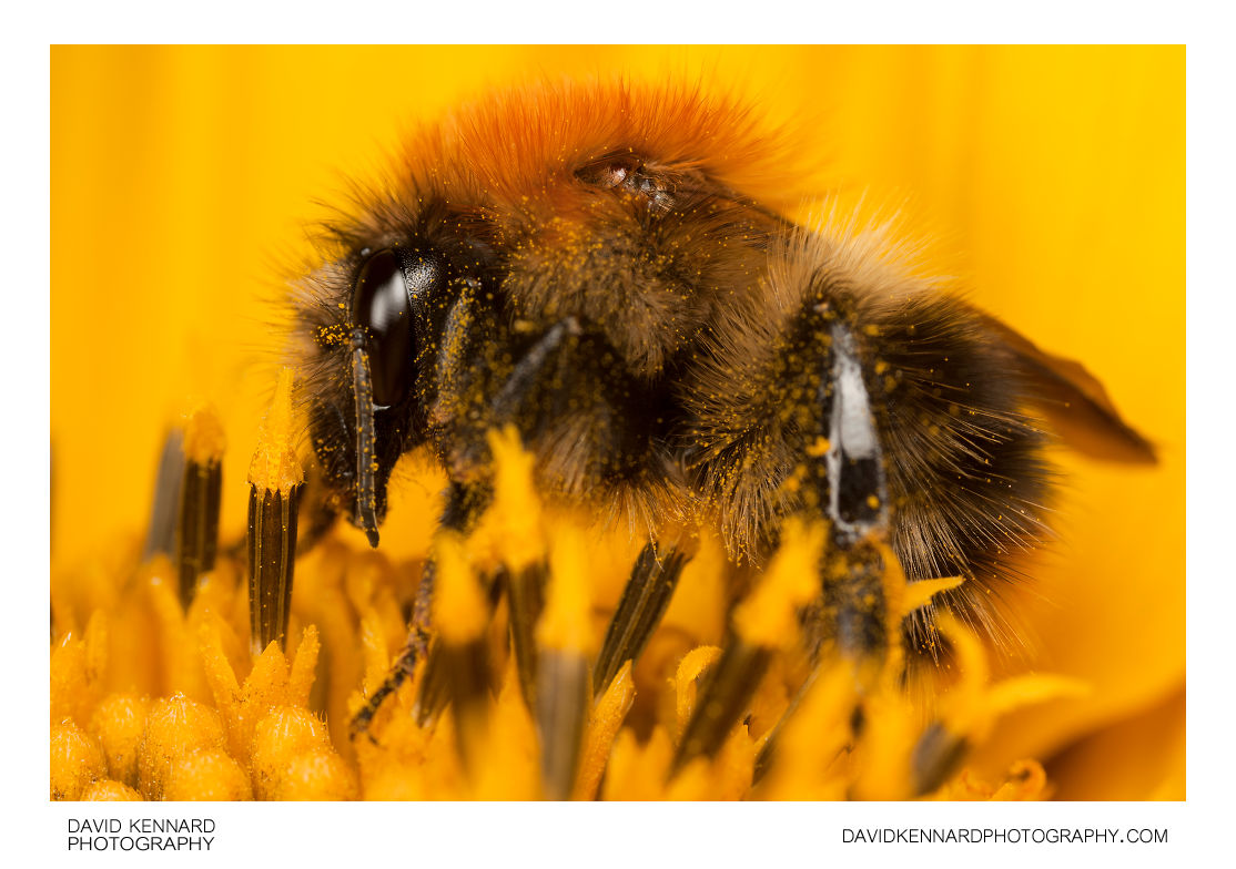 Common carder bumble bee (Bombus pascuorum) (XI) · David Kennard ...