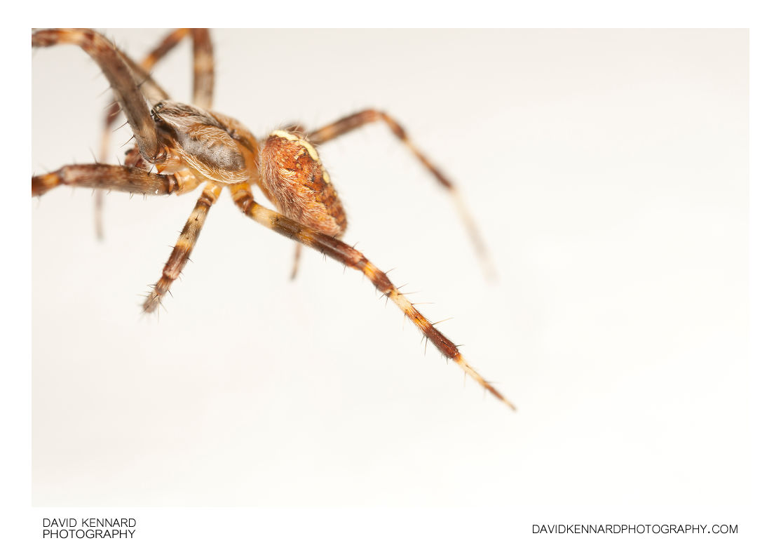 European garden spider (Araneus diadematus) male (I) · David Kennard ...