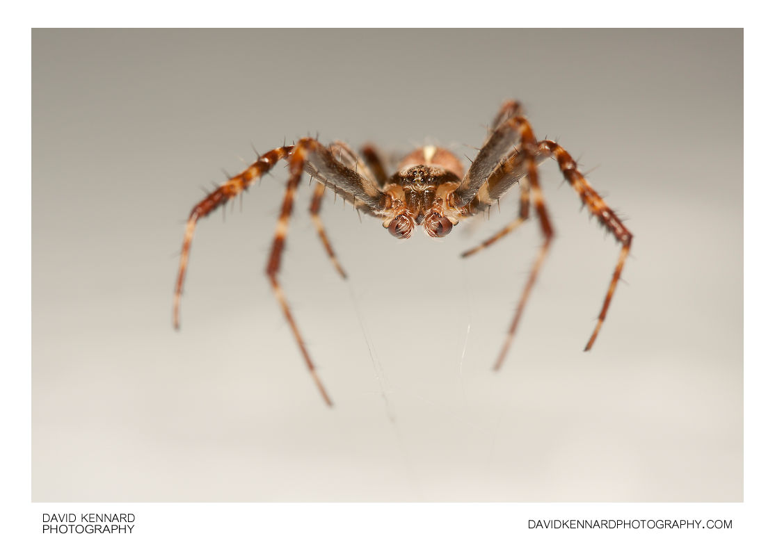 European garden spider (Araneus diadematus) male (IV) · David Kennard ...