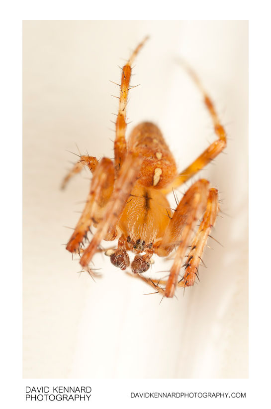 Orange Garden Spider