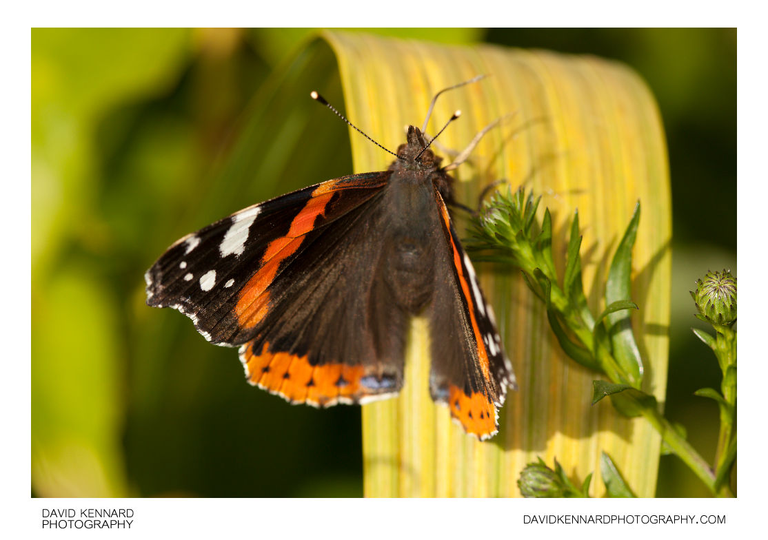 Red Admiral Butterfly (Vanessa atalanta) (IV) · David Kennard Photography