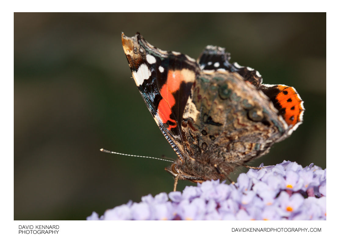 Red Admiral Butterfly (Vanessa atalanta) (VIII) · David Kennard Photography
