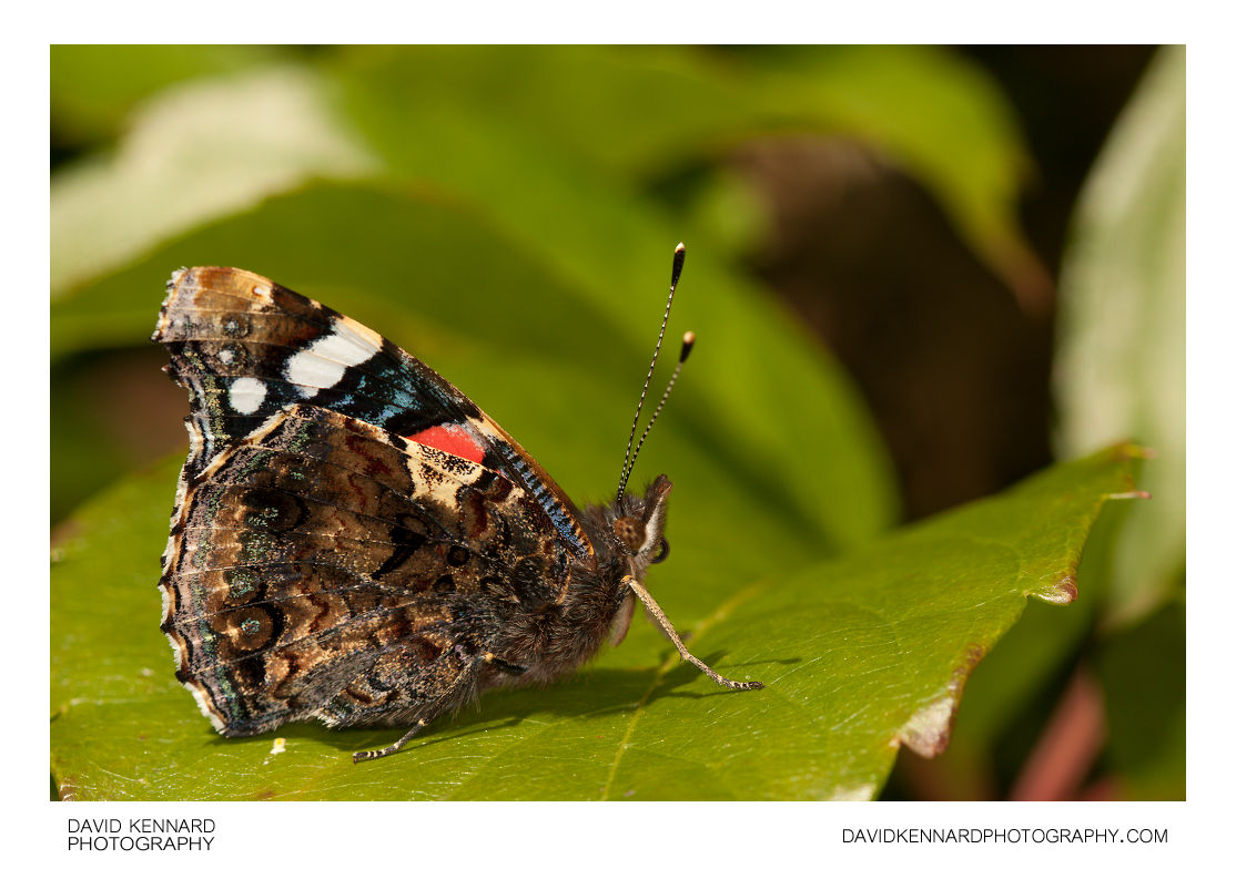 Red Admiral Butterfly (Vanessa atalanta) (XV) · David Kennard Photography
