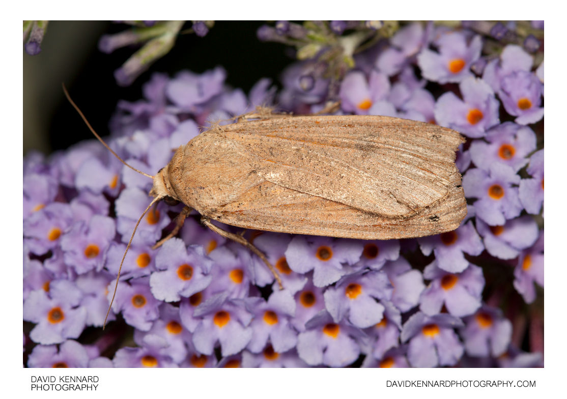 Large Yellow Underwing moth (Noctua pronuba) (III) · David Kennard ...