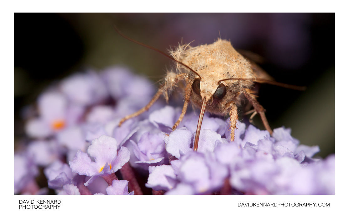 Large Yellow Underwing moth (Noctua pronuba) (IV) · David Kennard ...