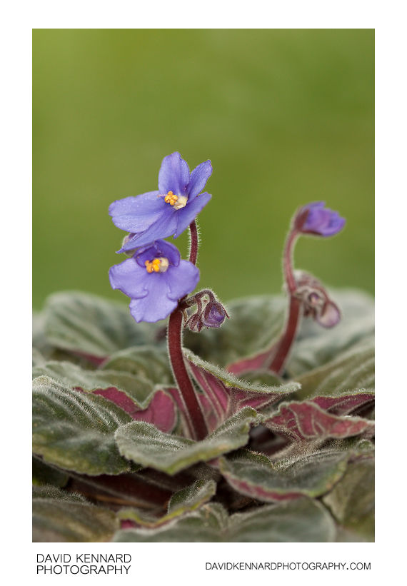African Violet (Saintpaulia ionantha) · David Kennard Photography