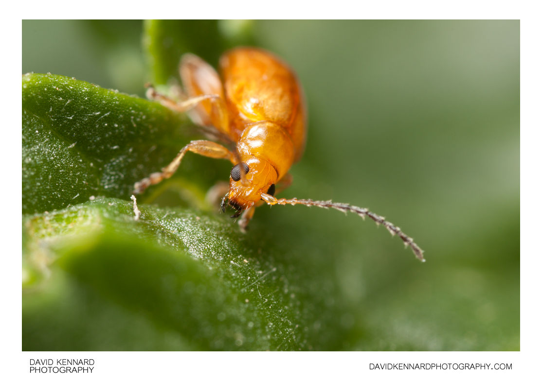 Tansy Ragwort Flea Beetle (Longitarsus jacobaeae) (II) · David Kennard ...