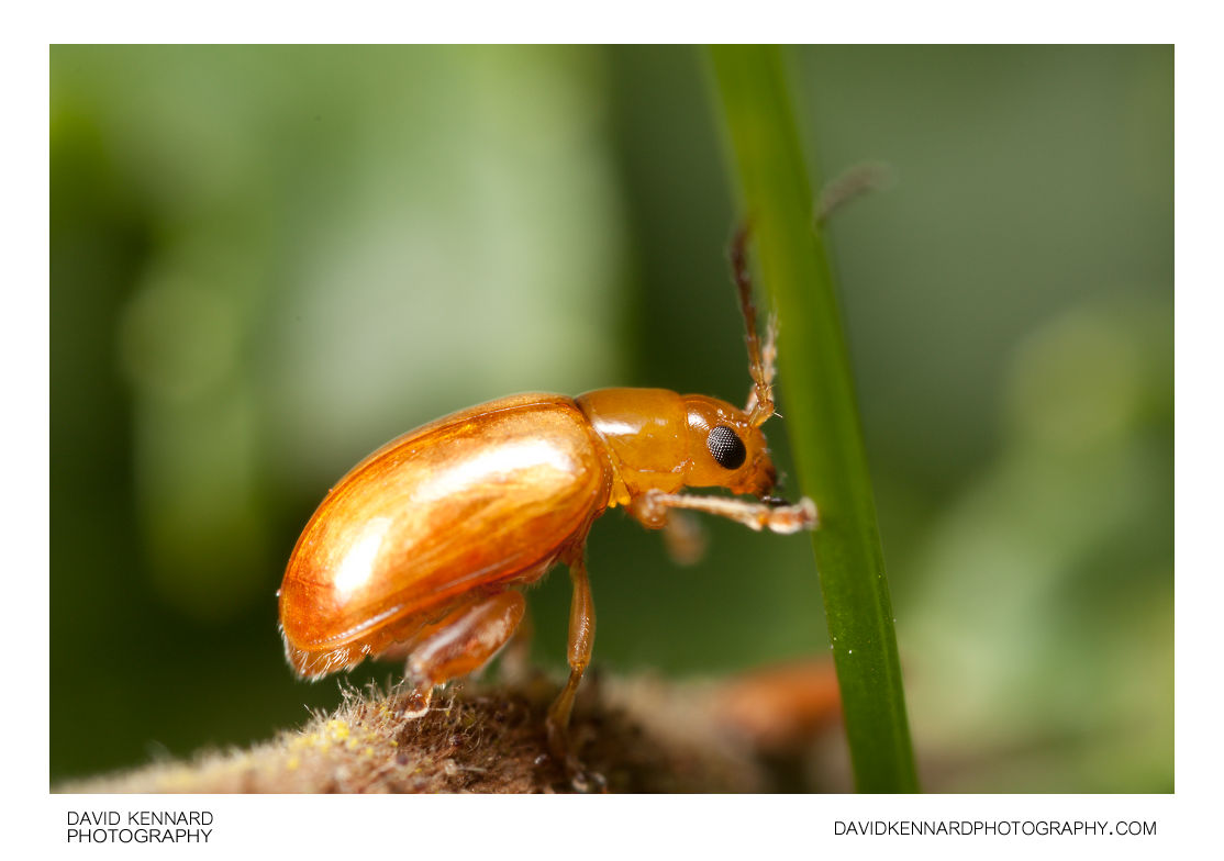 Tansy Ragwort Flea Beetle (Longitarsus jacobaeae) (V) · David Kennard ...