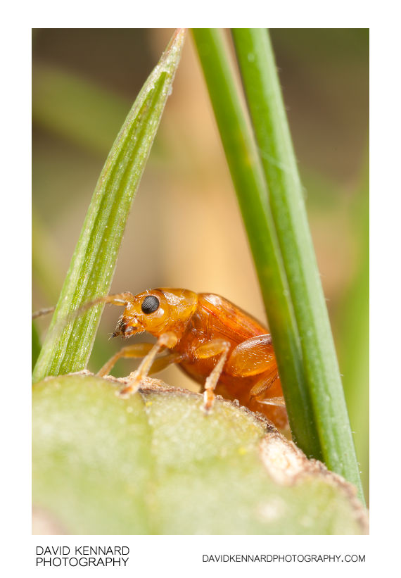 Tansy Ragwort Flea Beetle (Longitarsus jacobaeae) (IX) · David Kennard ...