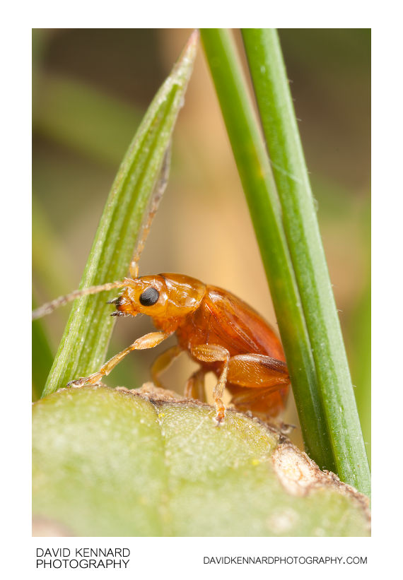 Tansy Ragwort Flea Beetle (Longitarsus jacobaeae) (X) · David Kennard ...