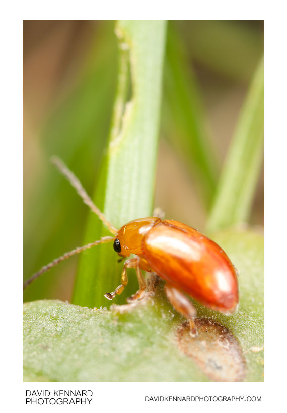 Tansy Ragwort Flea Beetle (Longitarsus jacobaeae) (XI) · David Kennard ...