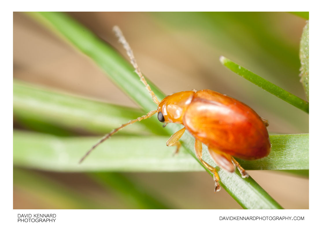 Tansy Ragwort Flea Beetle (Longitarsus jacobaeae) (XII) · David Kennard ...