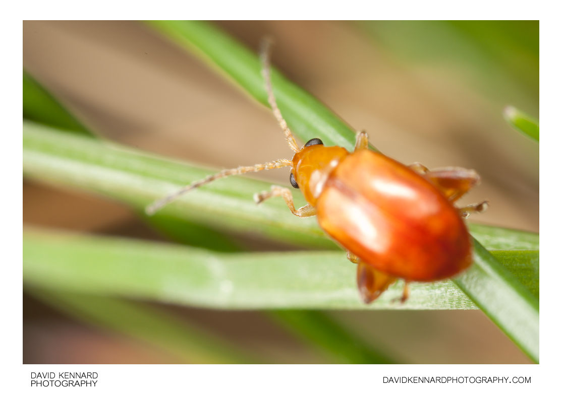 Tansy Ragwort Flea Beetle (Longitarsus jacobaeae) (XIII) · David ...