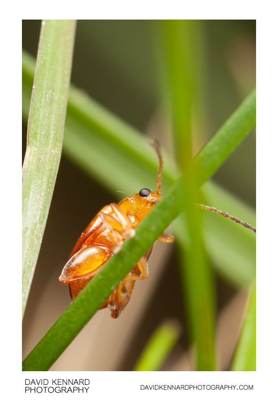 Tansy Ragwort Flea Beetle (Longitarsus jacobaeae) (XIV) · David Kennard ...