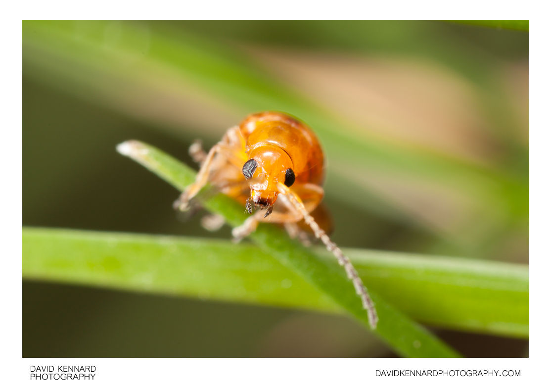 Tansy Ragwort Flea Beetle (Longitarsus jacobaeae) (XVI) · David Kennard ...