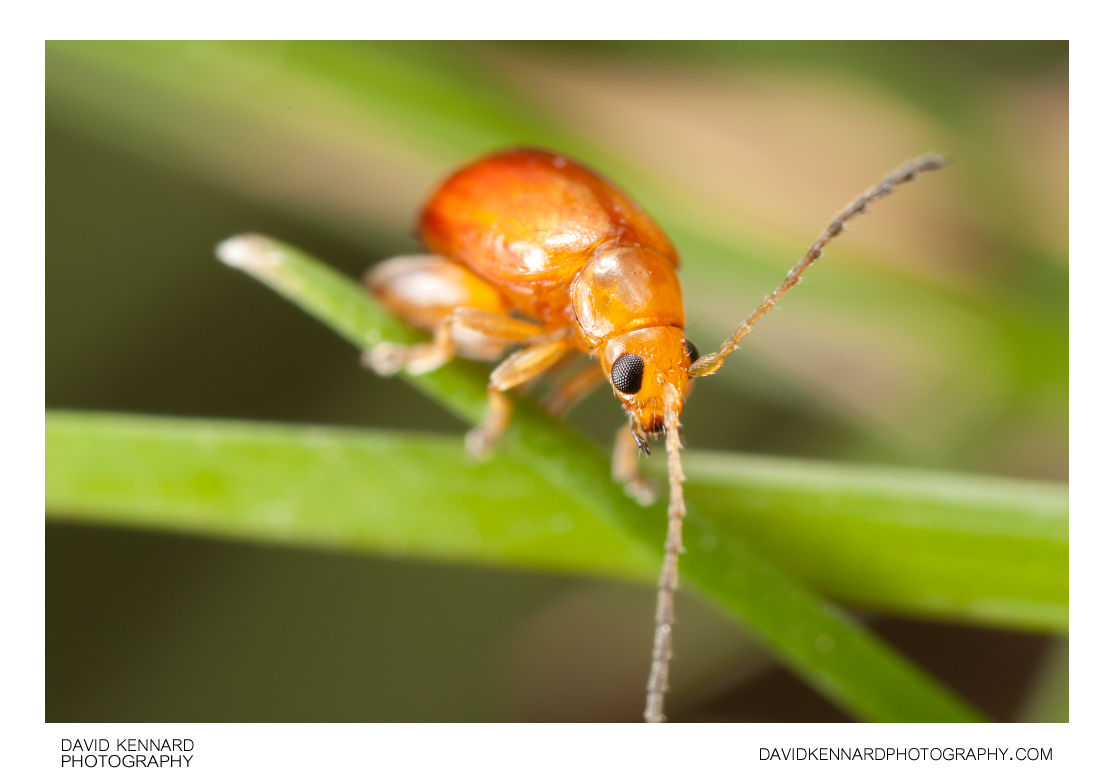 Tansy Ragwort Flea Beetle (Longitarsus jacobaeae) (XVII) · David ...