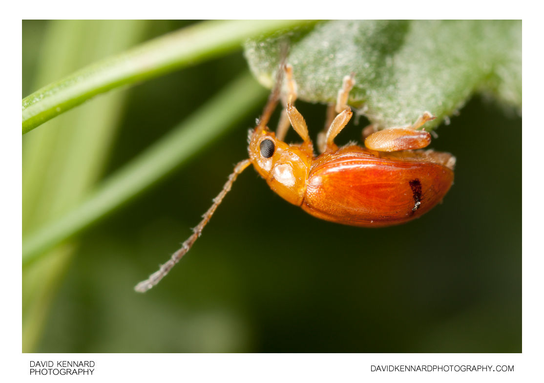 Tansy Ragwort Flea Beetle (Longitarsus jacobaeae) (XIX) · David Kennard ...