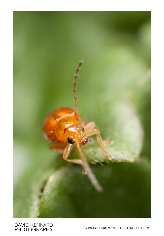 Tansy Ragwort Flea Beetle (Longitarsus jacobaeae) (XXI) · David Kennard ...