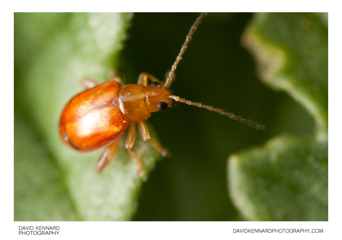 Tansy Ragwort Flea Beetle (Longitarsus jacobaeae) (XXII) · David ...