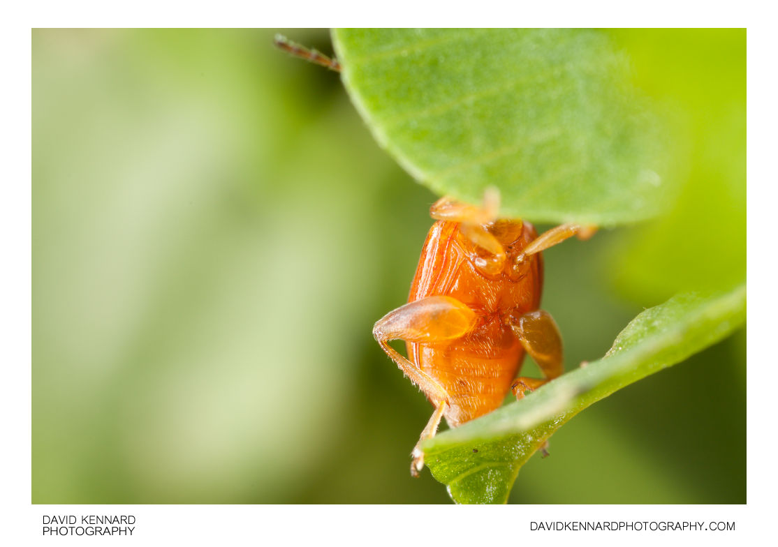 Tansy Ragwort Flea Beetle (Longitarsus jacobaeae) (XXIV) · David ...