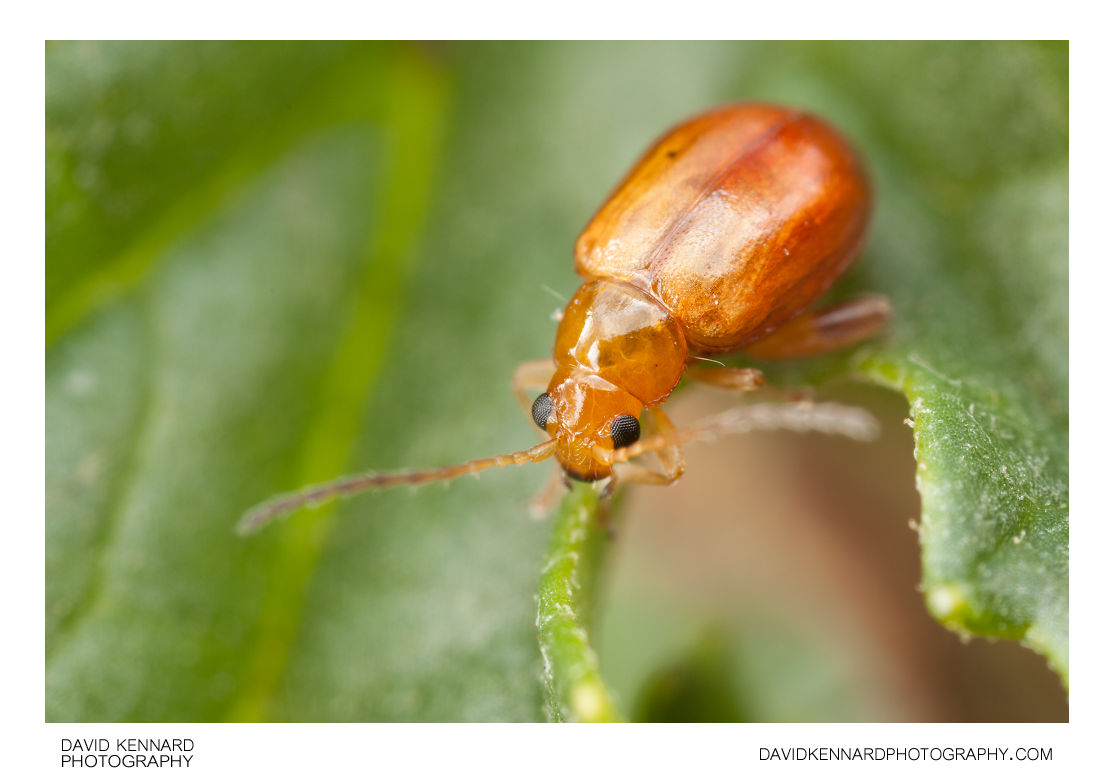 Tansy Ragwort Flea Beetle (Longitarsus jacobaeae) (XXVI) · David ...