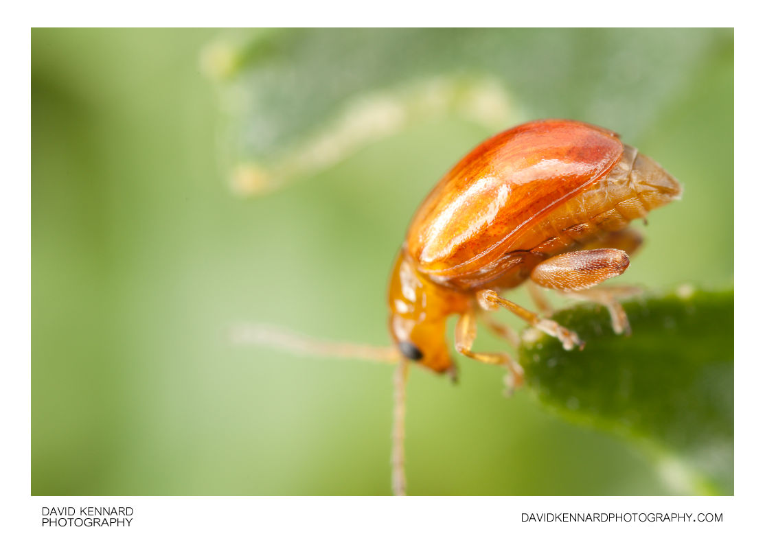 Tansy Ragwort Flea Beetle (Longitarsus jacobaeae) Gravid · David ...