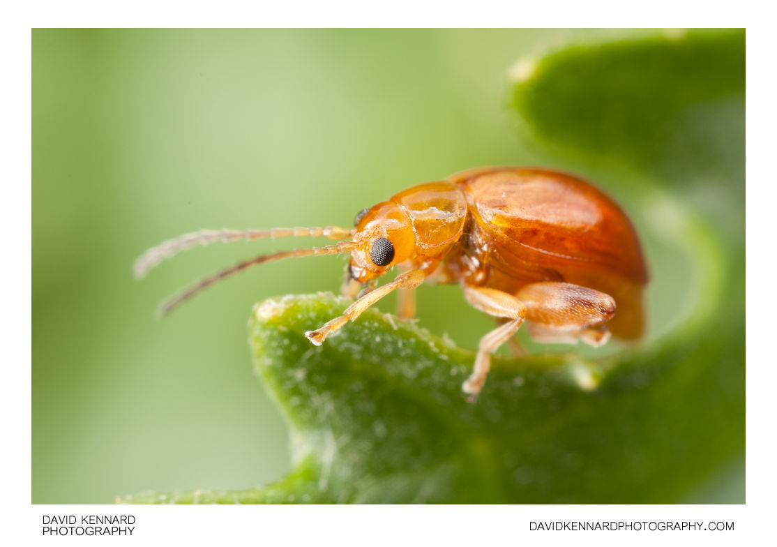 Tansy Ragwort Flea Beetle (Longitarsus jacobaeae) (XXVII) · David ...
