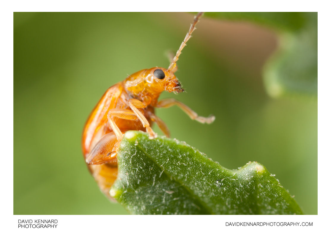 Tansy Ragwort Flea Beetle (Longitarsus jacobaeae) (XXVIII) · David ...