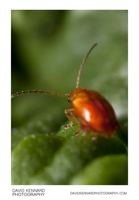 Tansy Ragwort Flea Beetle (Longitarsus jacobaeae) (XXXI) · David ...