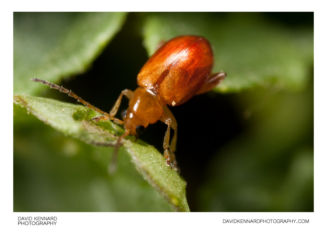 Tansy Ragwort Flea Beetle (Longitarsus jacobaeae) (XXXII) · David ...
