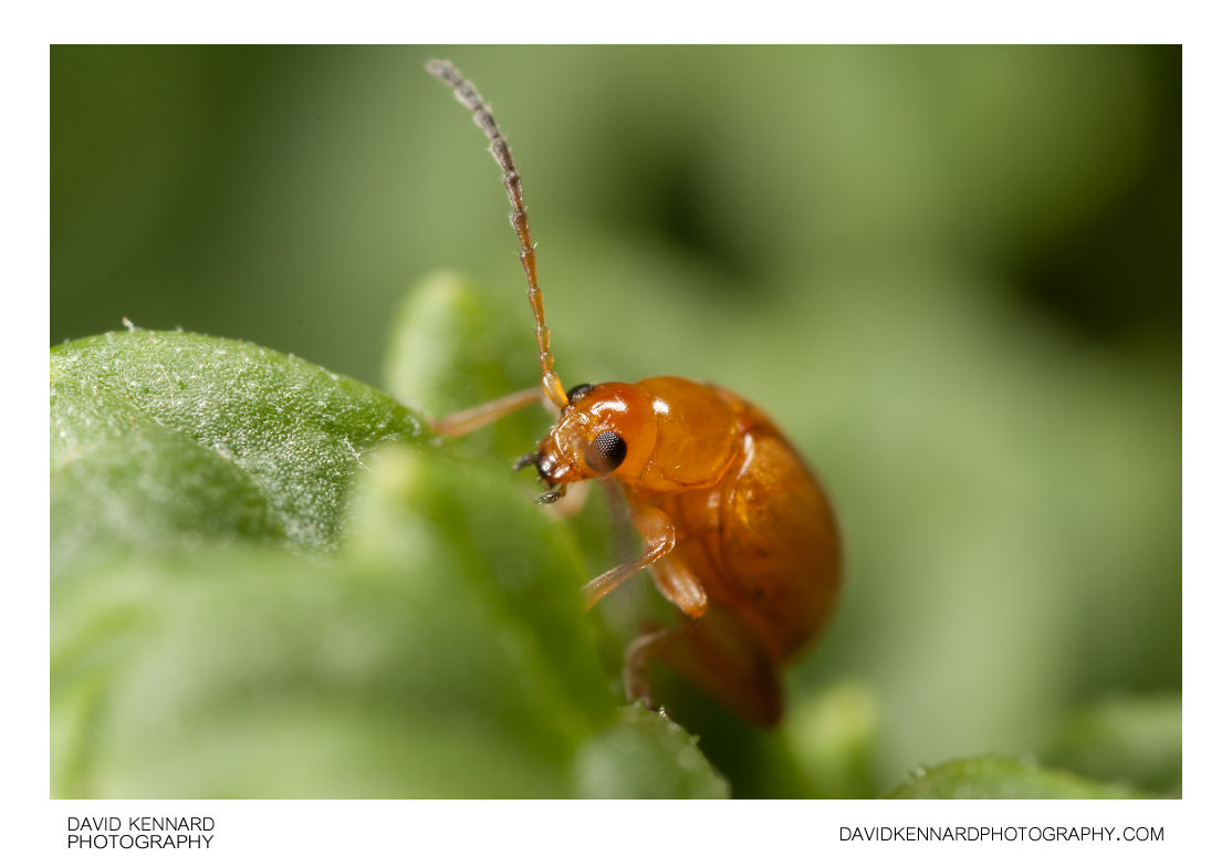 Tansy Ragwort Flea Beetle (Longitarsus jacobaeae) (XXXIII) · David ...
