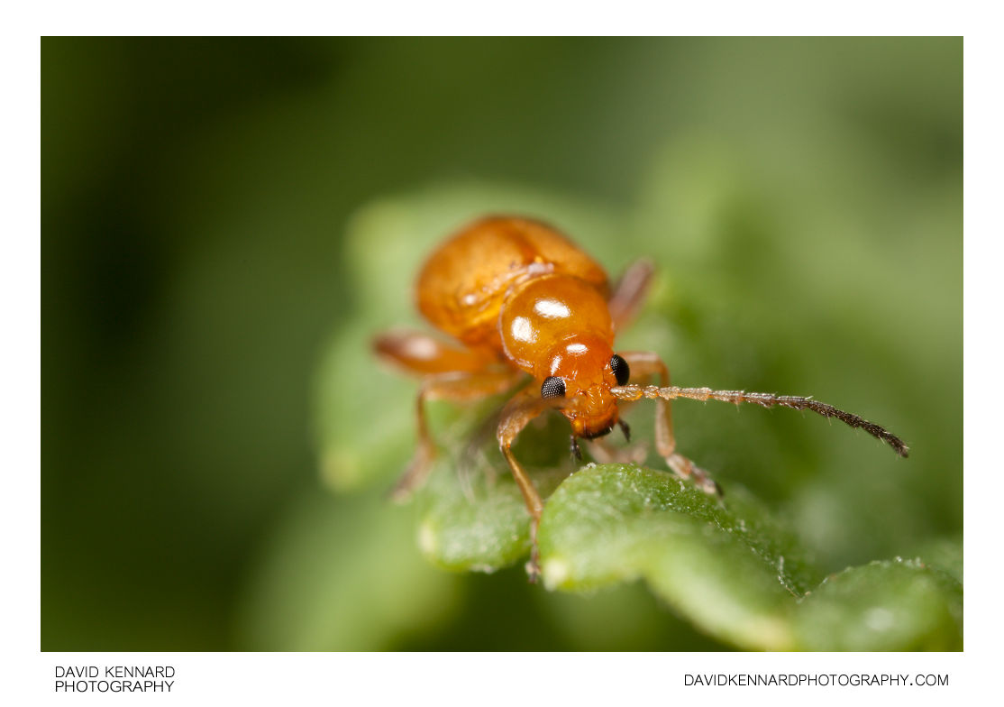 Tansy Ragwort Flea Beetle (Longitarsus jacobaeae) (XXXIV) · David ...